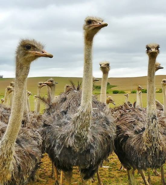 Come iniziare un allevamento di struzi