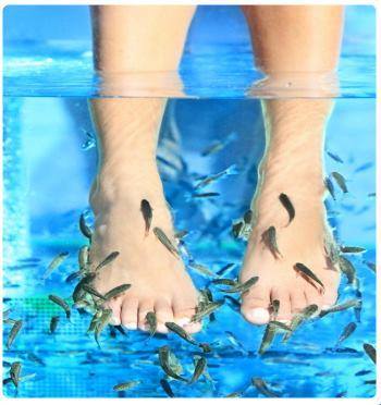 Come aprire una attività di Fish Therapy